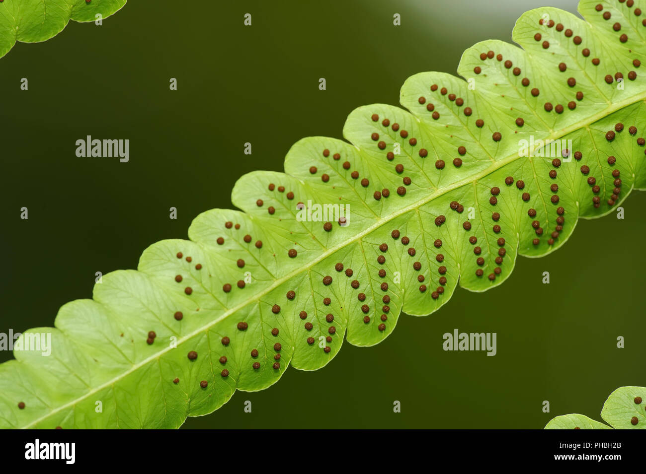 Fern leaf details, Costa Rica Stock Photo - Alamy
