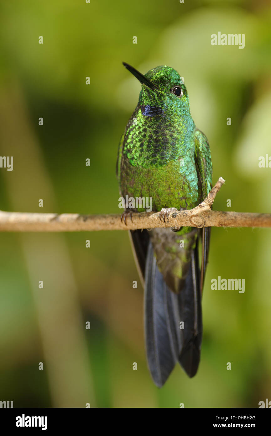 Garden Emerald Hummingbird, Costa Rica Stock Photo - Alamy