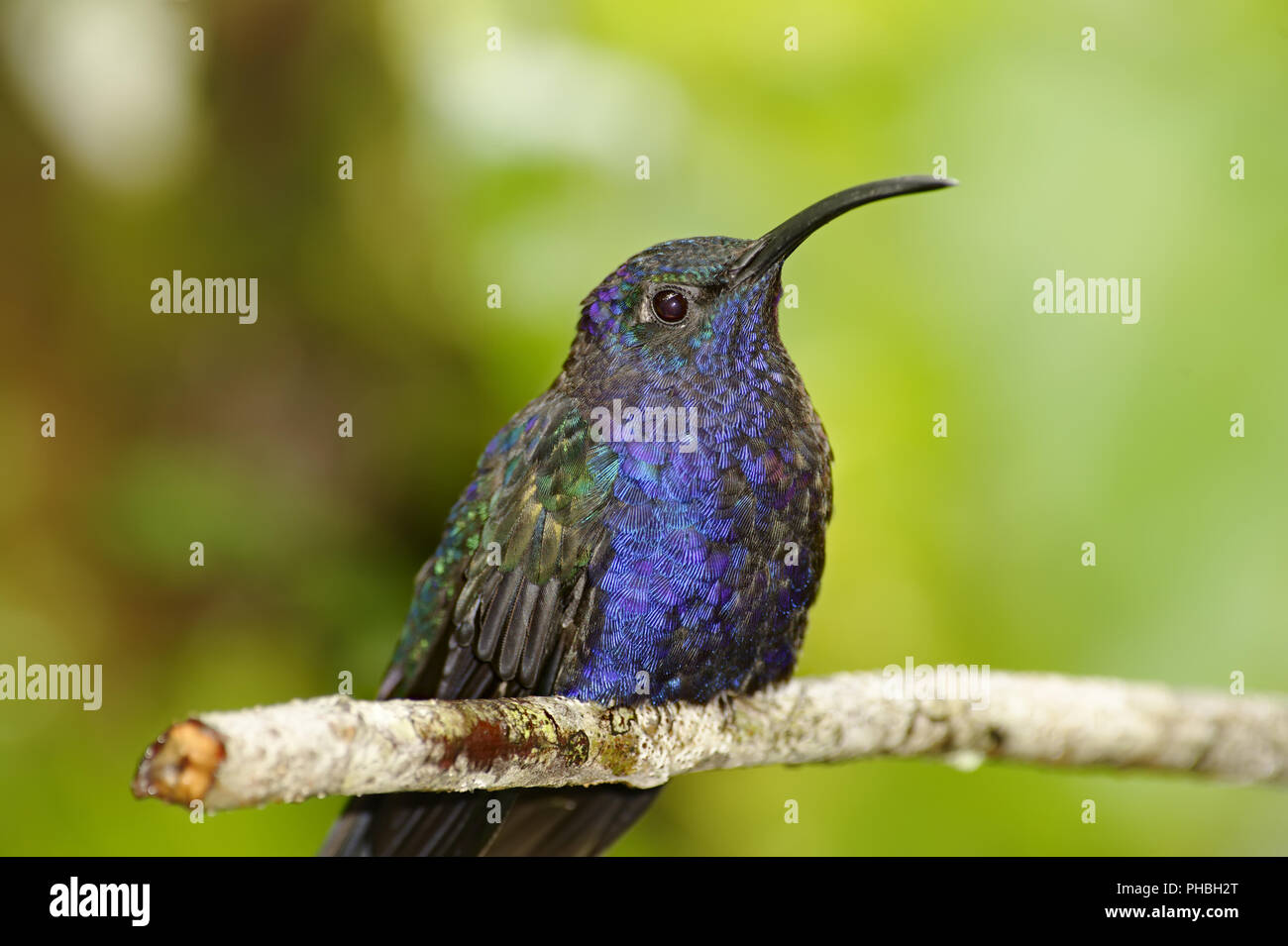 Violet sabrewing hummingbird hi-res stock photography and images - Alamy
