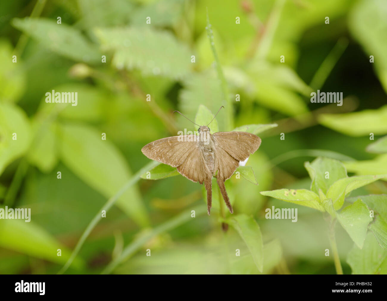 Jungle moth hi-res stock photography and images - Alamy