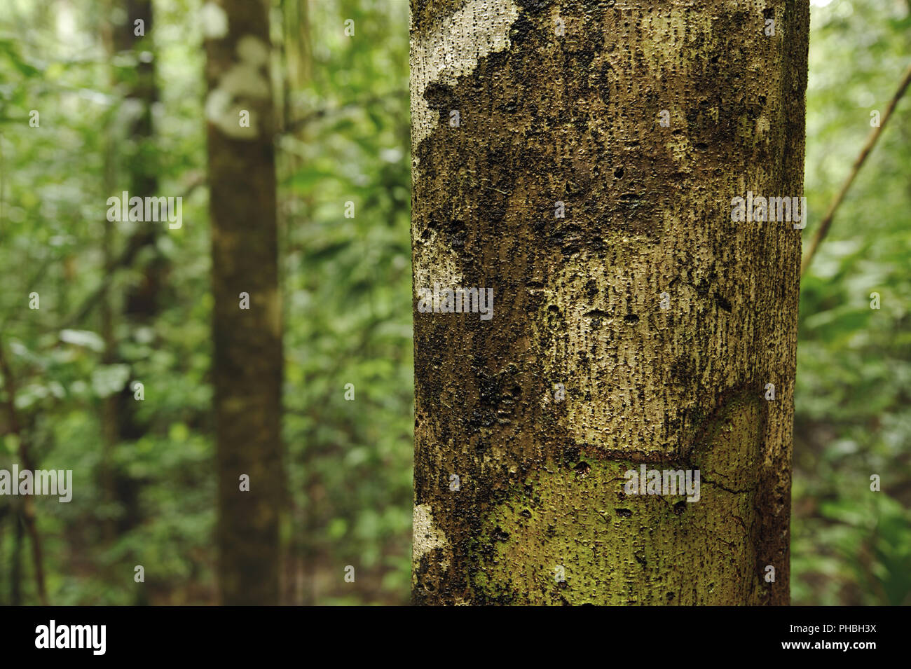 Bosque ecosystem hi-res stock photography and images - Alamy