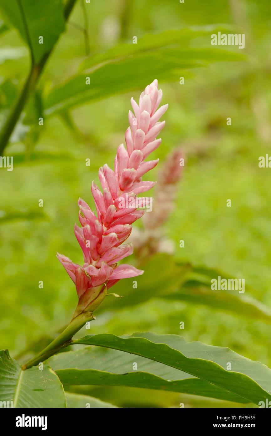 Pink Ginger, Costa Rica Stock Photo - Alamy