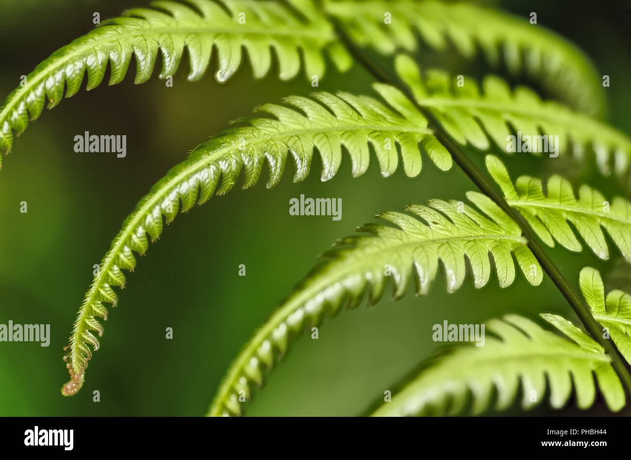 Leaf Details High Resolution Stock Photography and Images - Alamy
