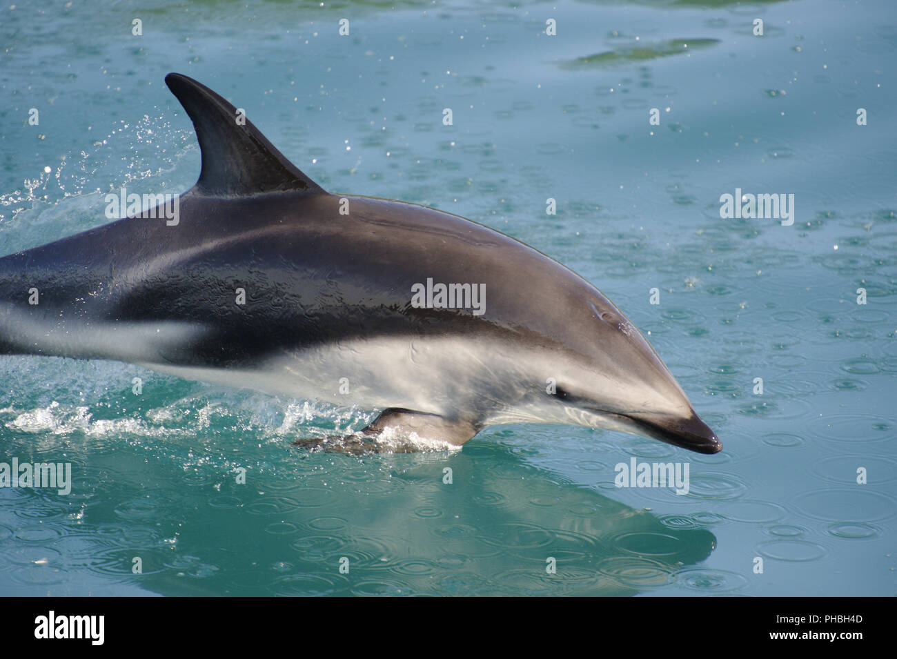 Happy dolphin hi-res stock photography and images - Alamy