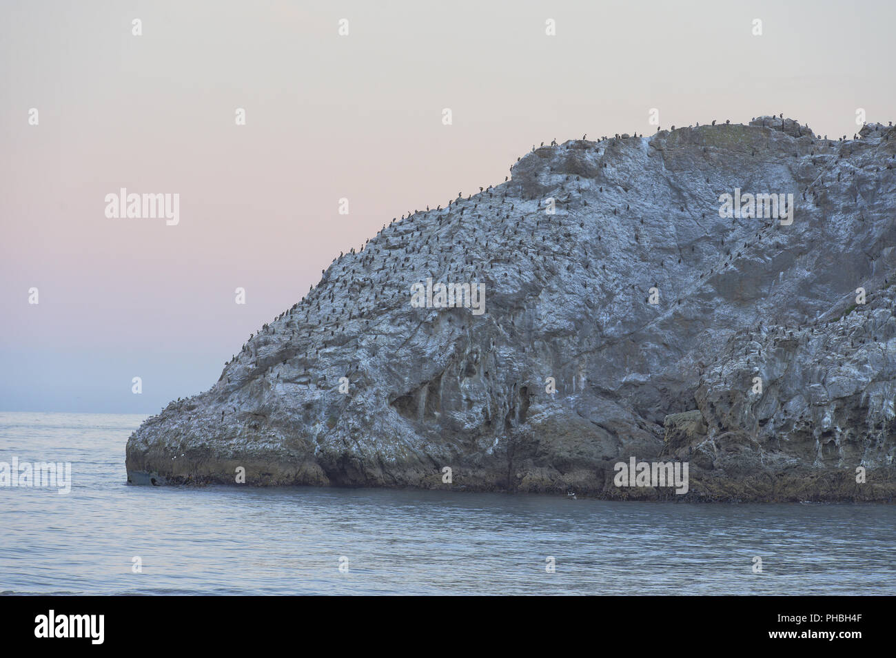 Coastal bird colony hi-res stock photography and images - Alamy