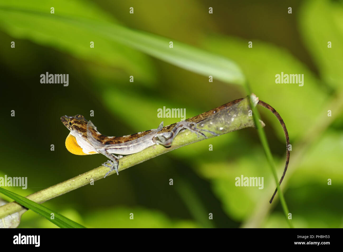 Changing skin hi-res stock photography and images - Alamy