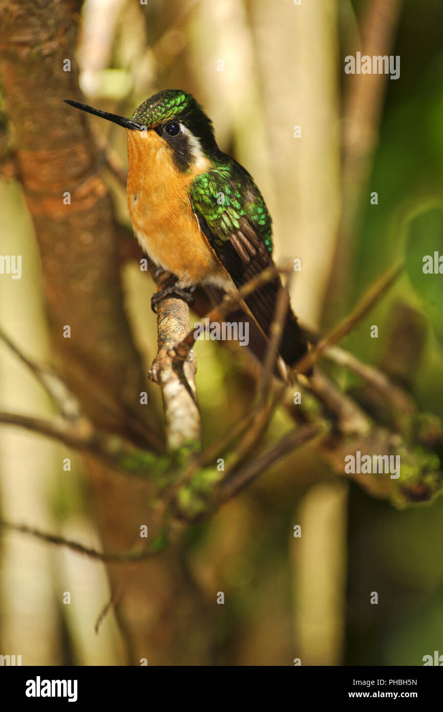 Gray-tailed Mountain-gem Hummingbird, Costa Rica Stock Photo - Alamy