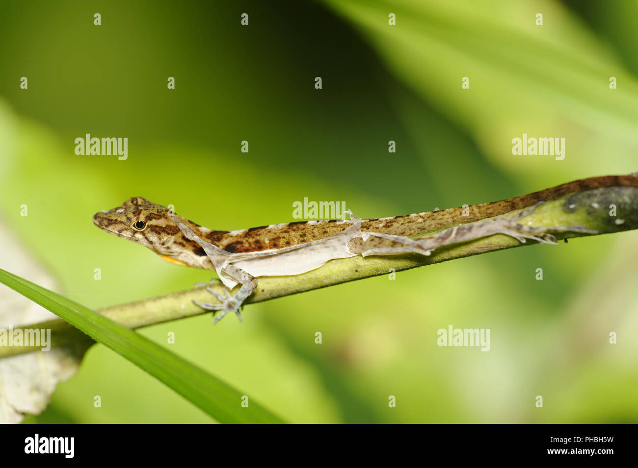 Changing skin hi-res stock photography and images - Alamy