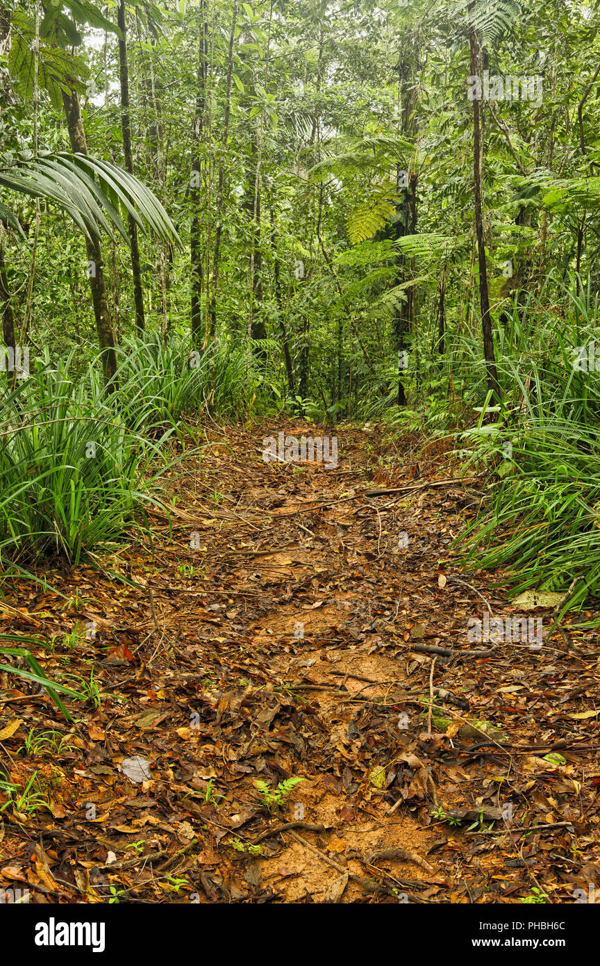 Jungle Trail High Resolution Stock Photography and Images - Alamy