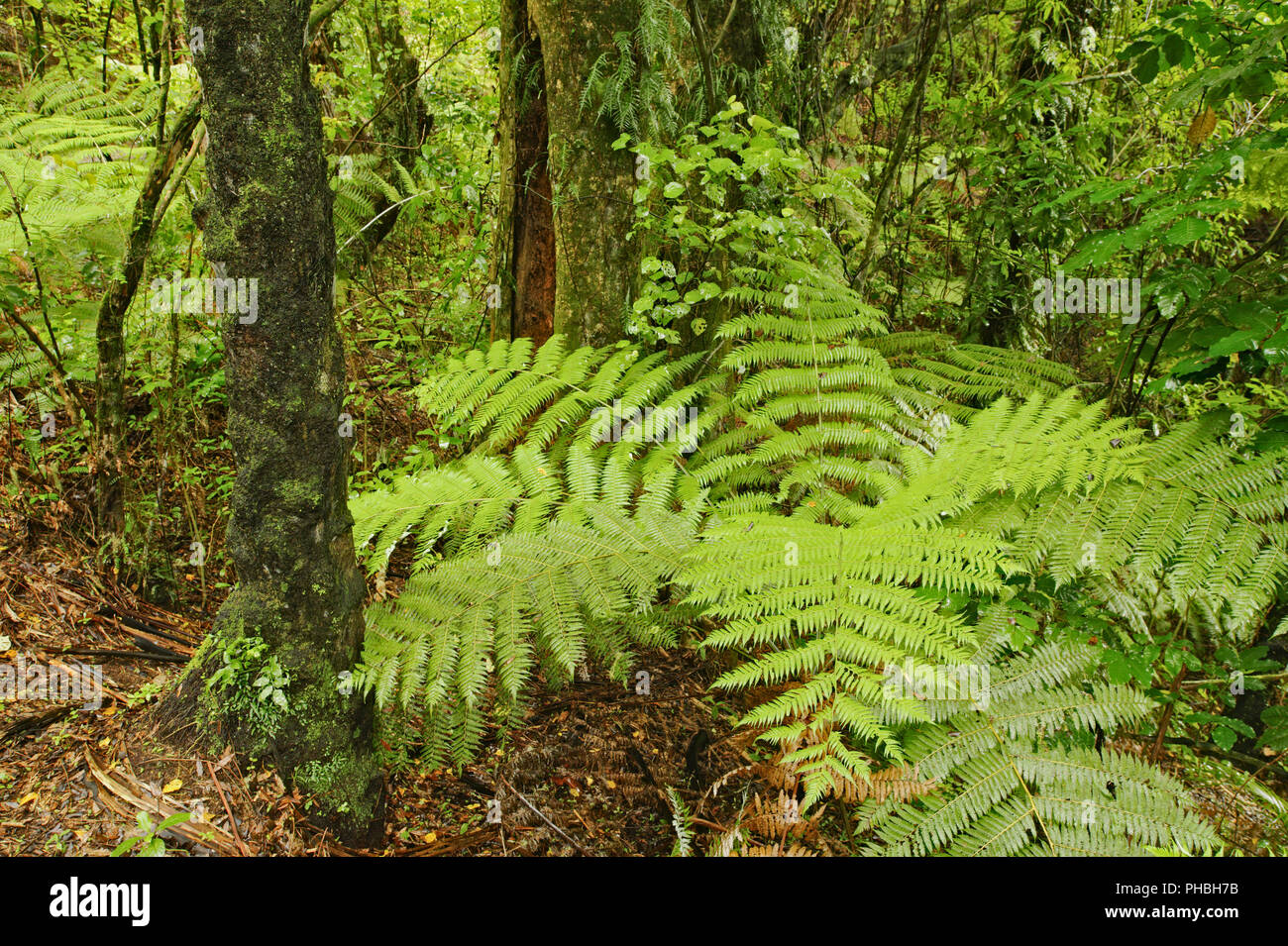Ferns new zealand hi-res stock photography and images - Alamy