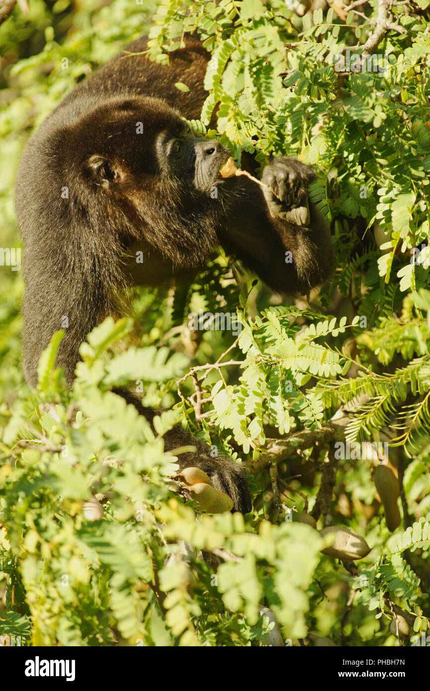 Mantled Howler Monkey, Costa Rica Stock Photo - Alamy