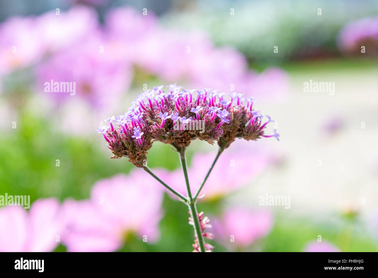 Common vervain hi-res stock photography and images - Alamy