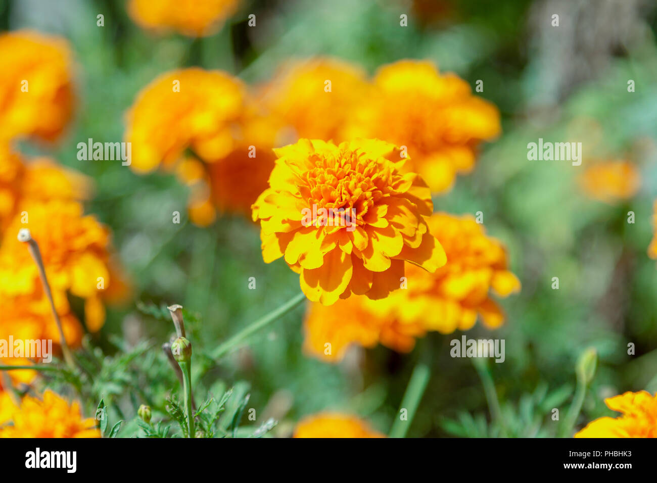 Dwarf marigold hi-res stock photography and images - Alamy