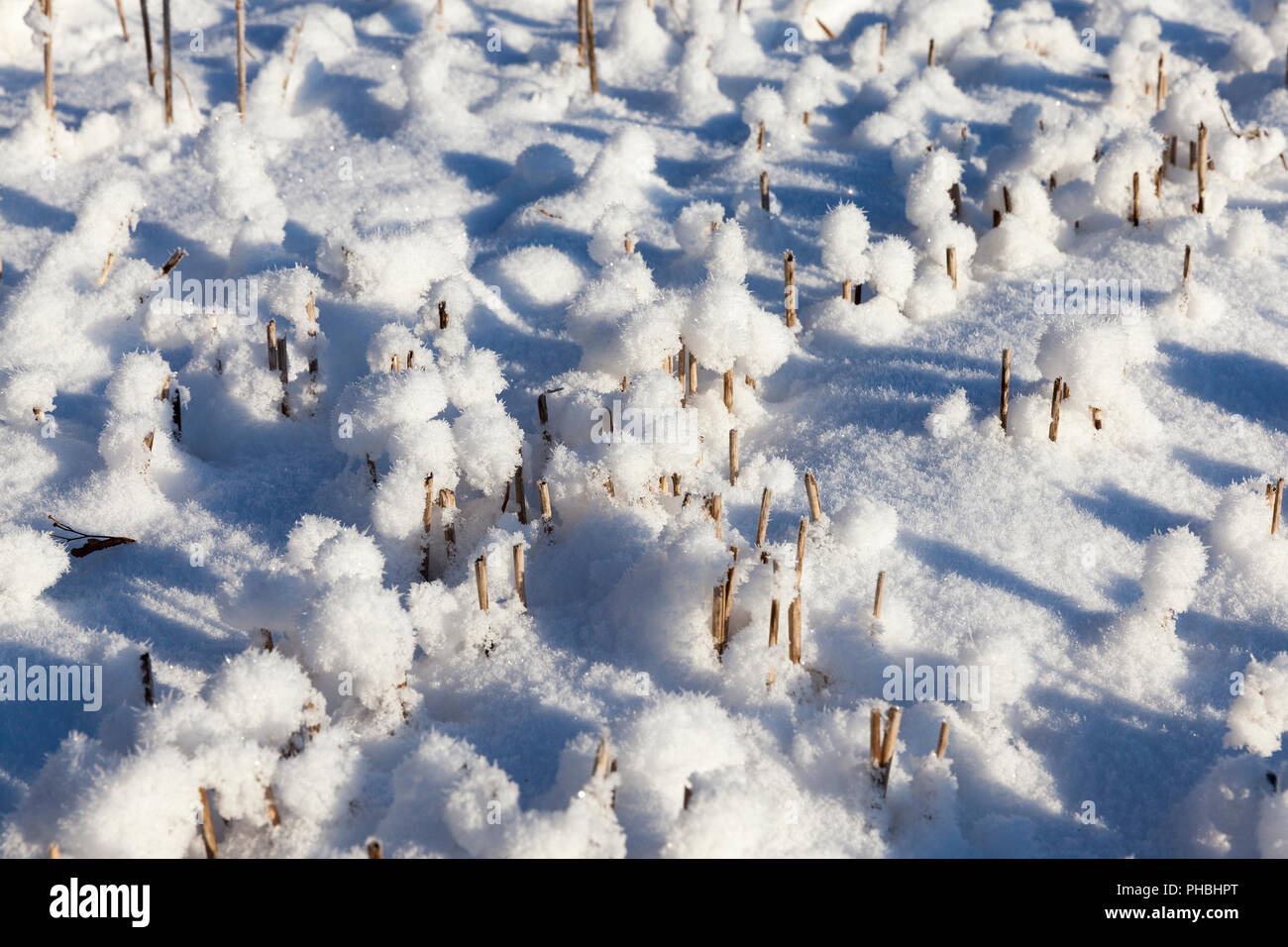 snow photographed in the winter season, which appeared after a snowfall ...