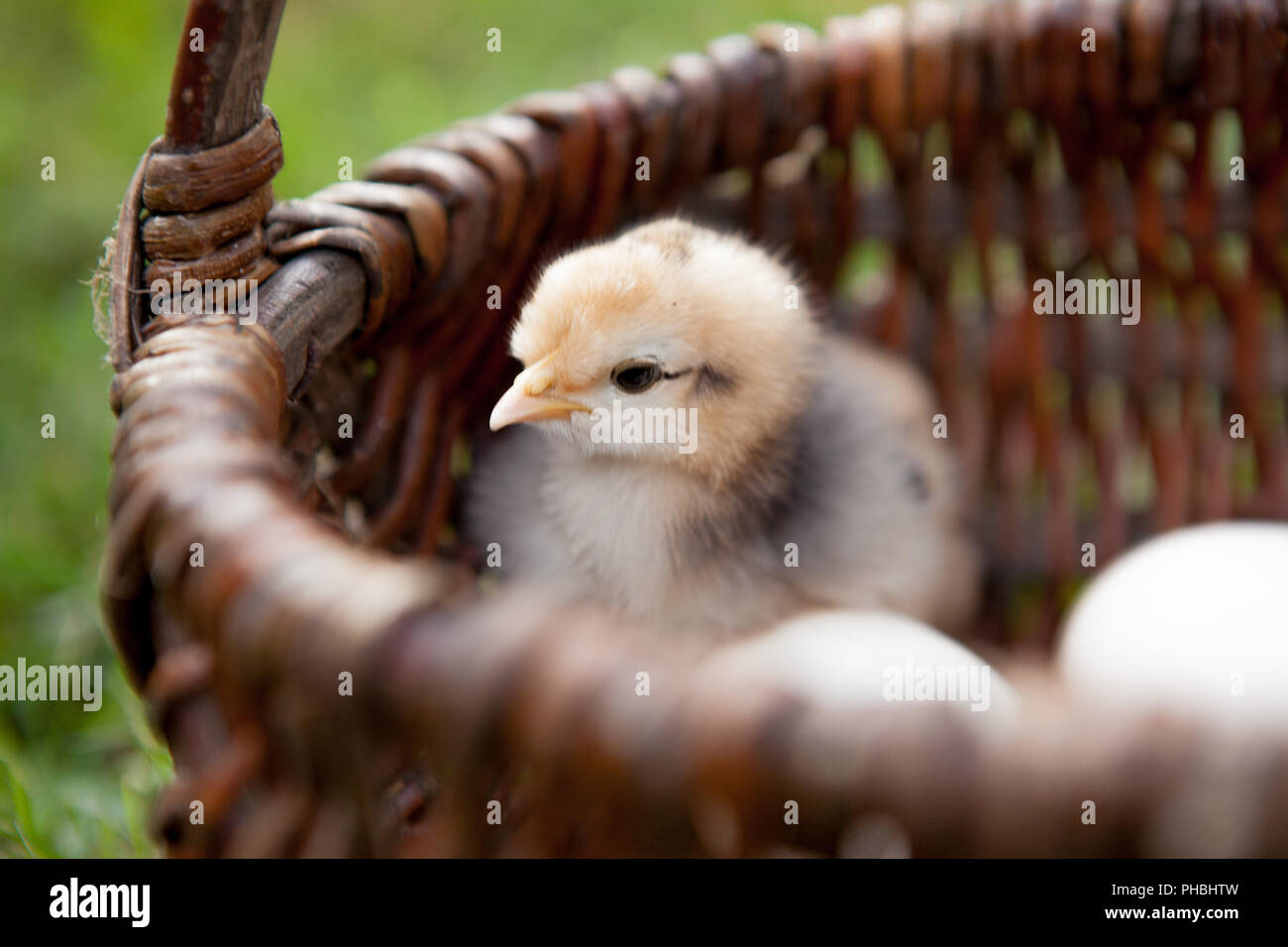 Close-up Little chicken with eggs in a brown basket Stock Photo - Alamy