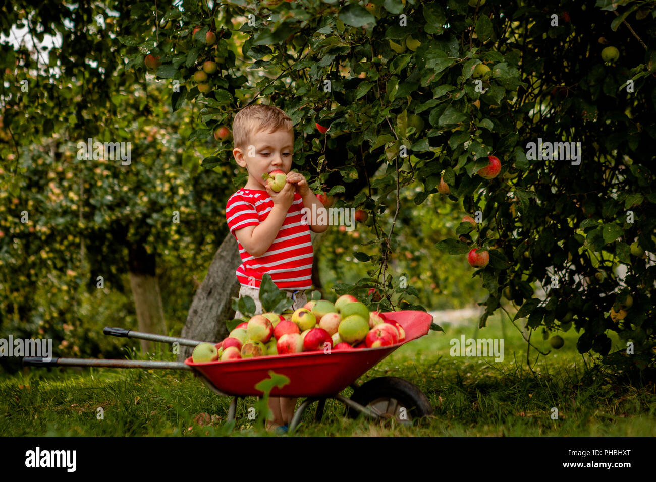 Child picking apples on a farm. Little boy playing in apple tree ...