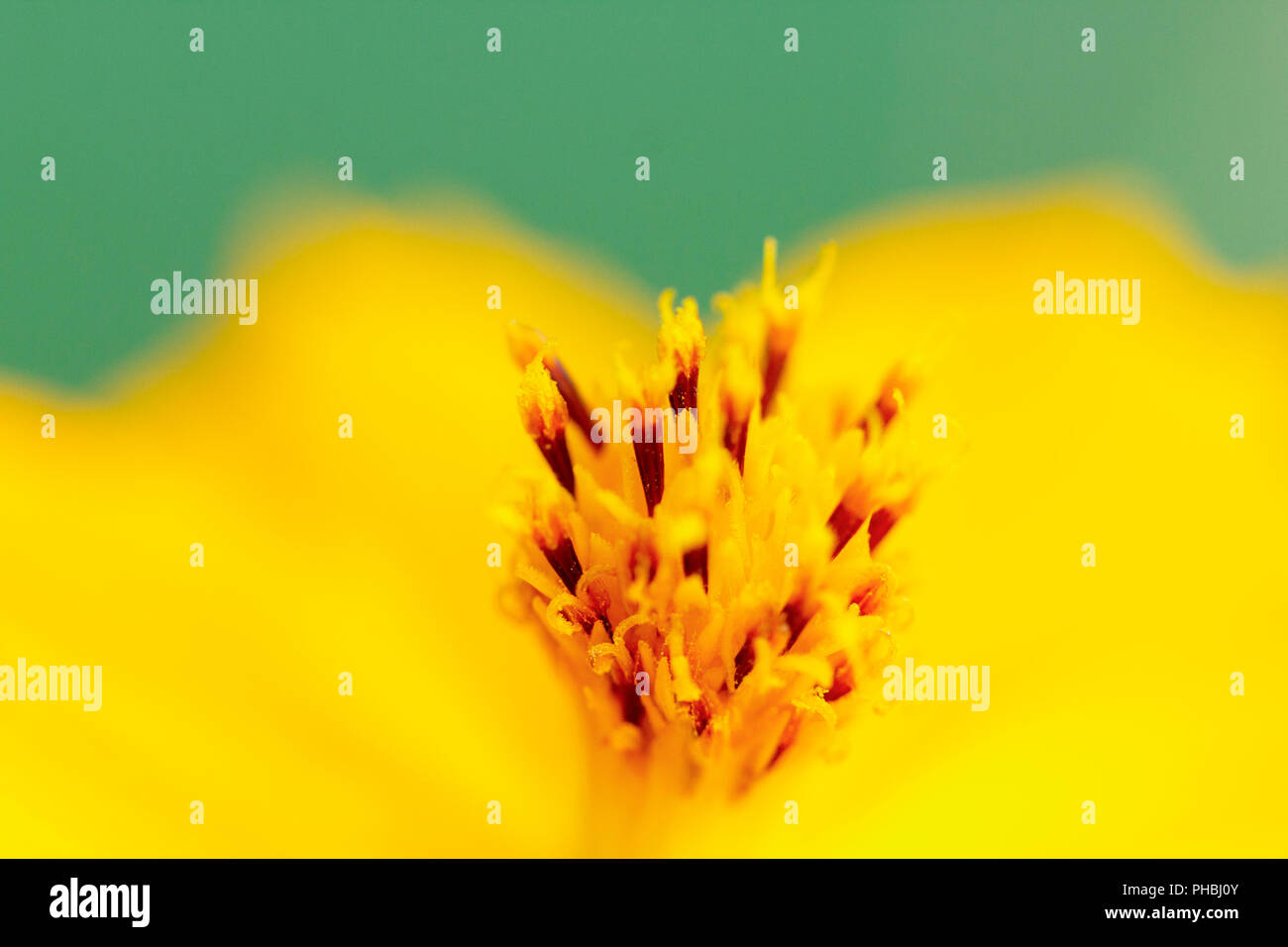 Pistil and bud hi-res stock photography and images - Alamy