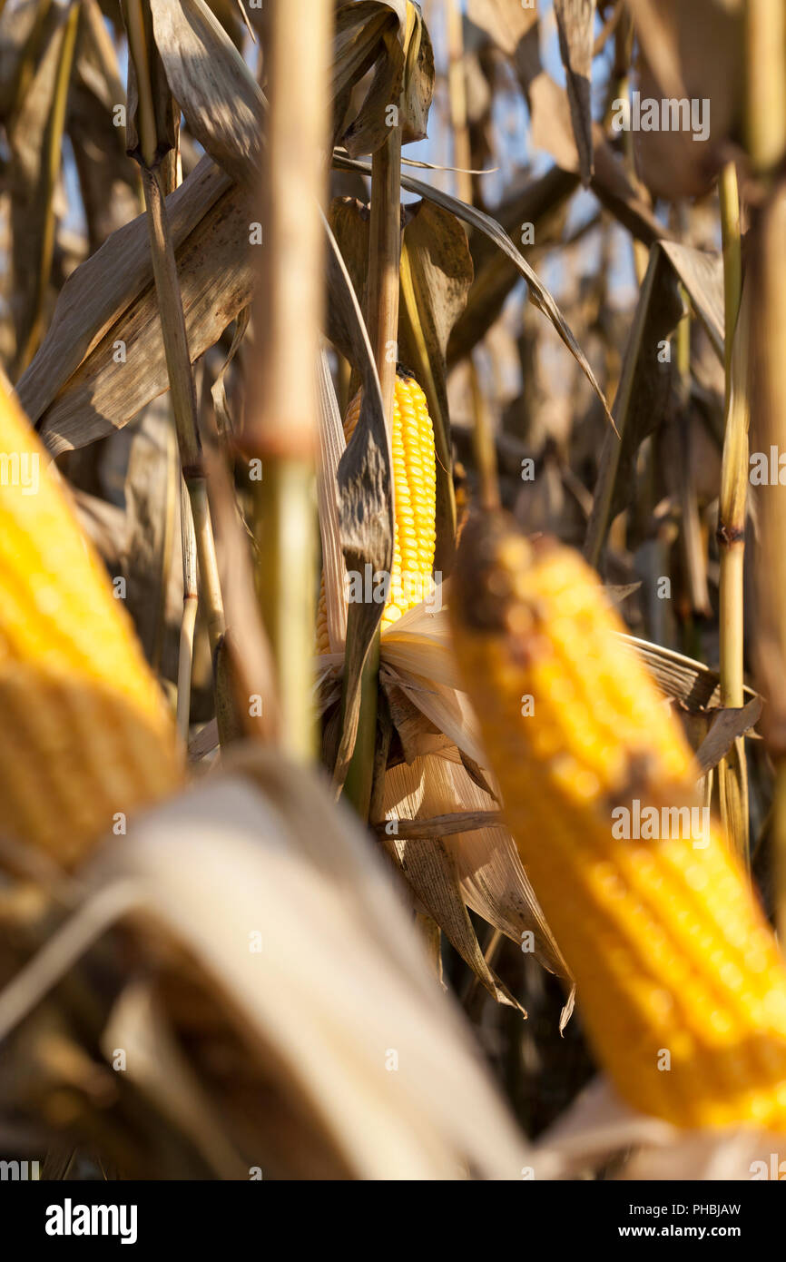 open corn cobs of ripe yellow and solid corn kernels on stems prior to ...