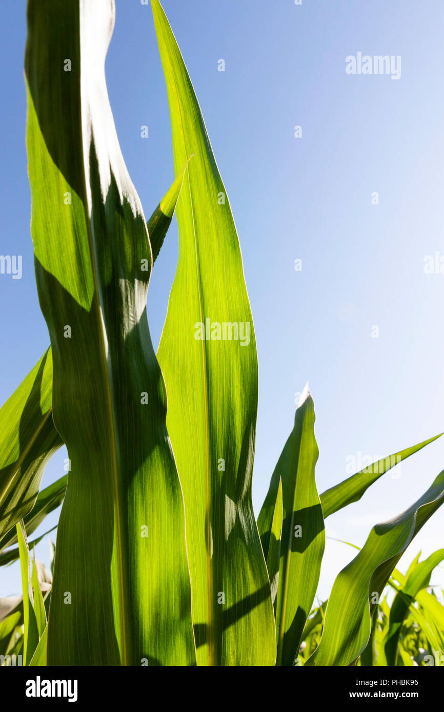 green beautiful corn foliage in spring, agricultural production of ...