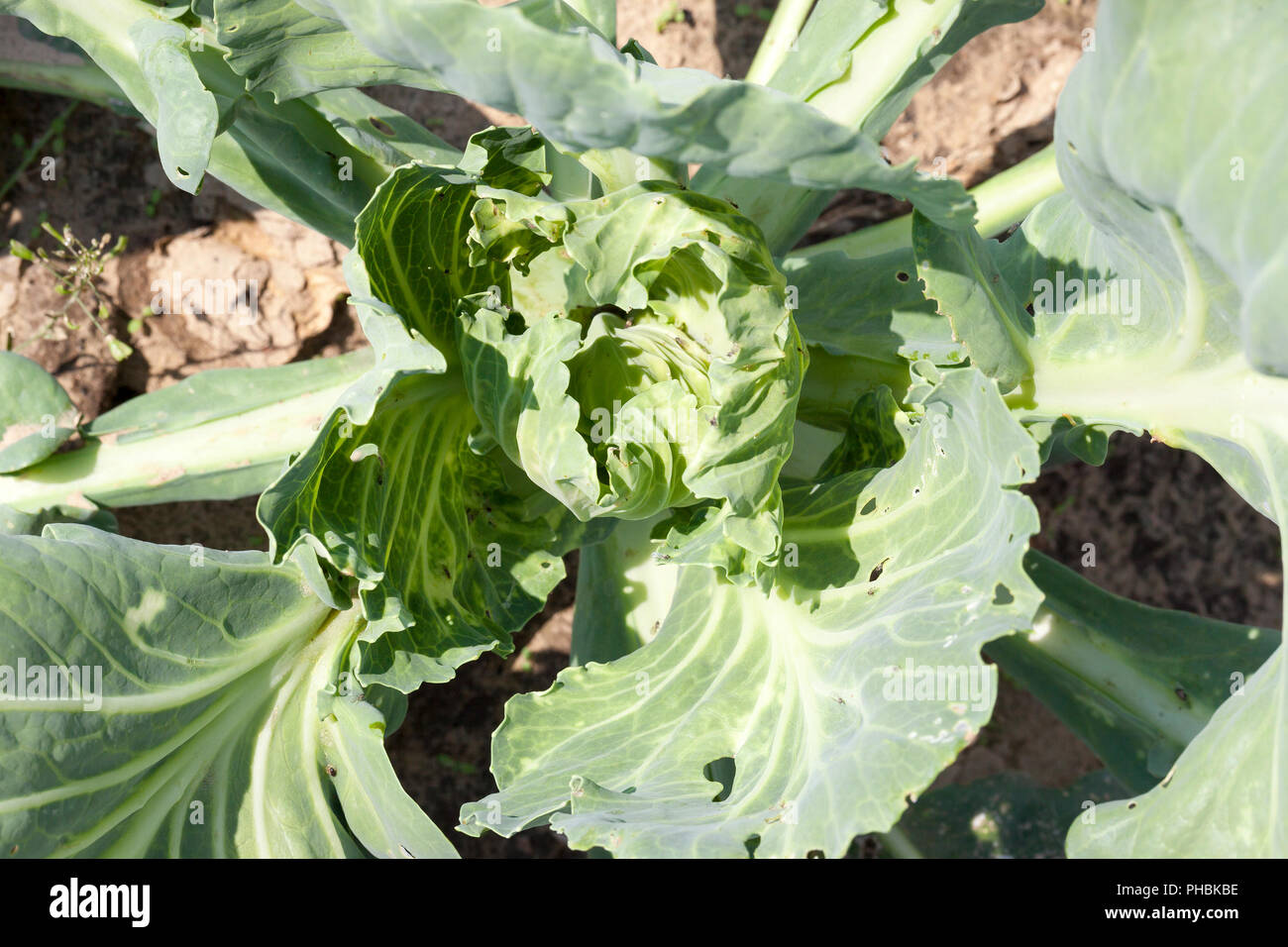 Young dirty from the soil, rain and insects of green cabbage parasites ...