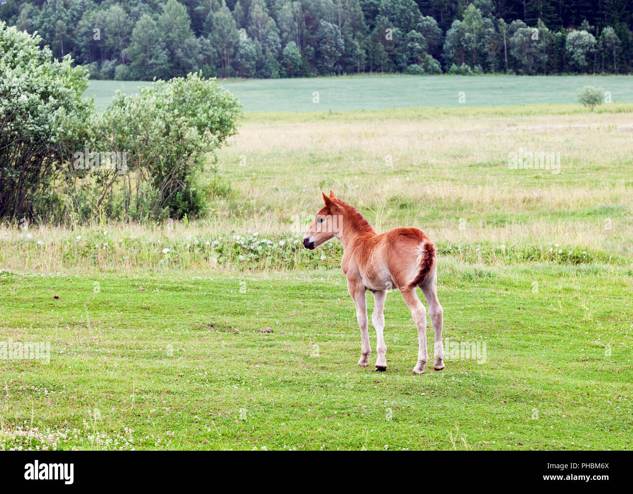 Happy little foal hi-res stock photography and images - Alamy