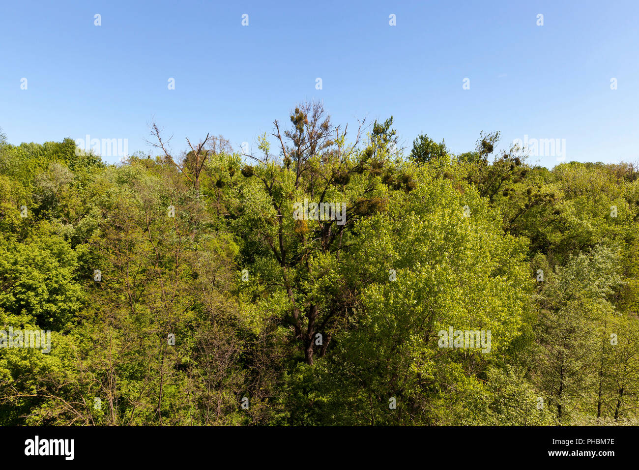 crown and tops of mixed forest with deciduous and coniferous trees ...