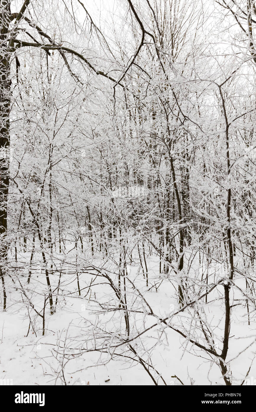 snow photographed in the winter season, which appeared after a snowfall ...