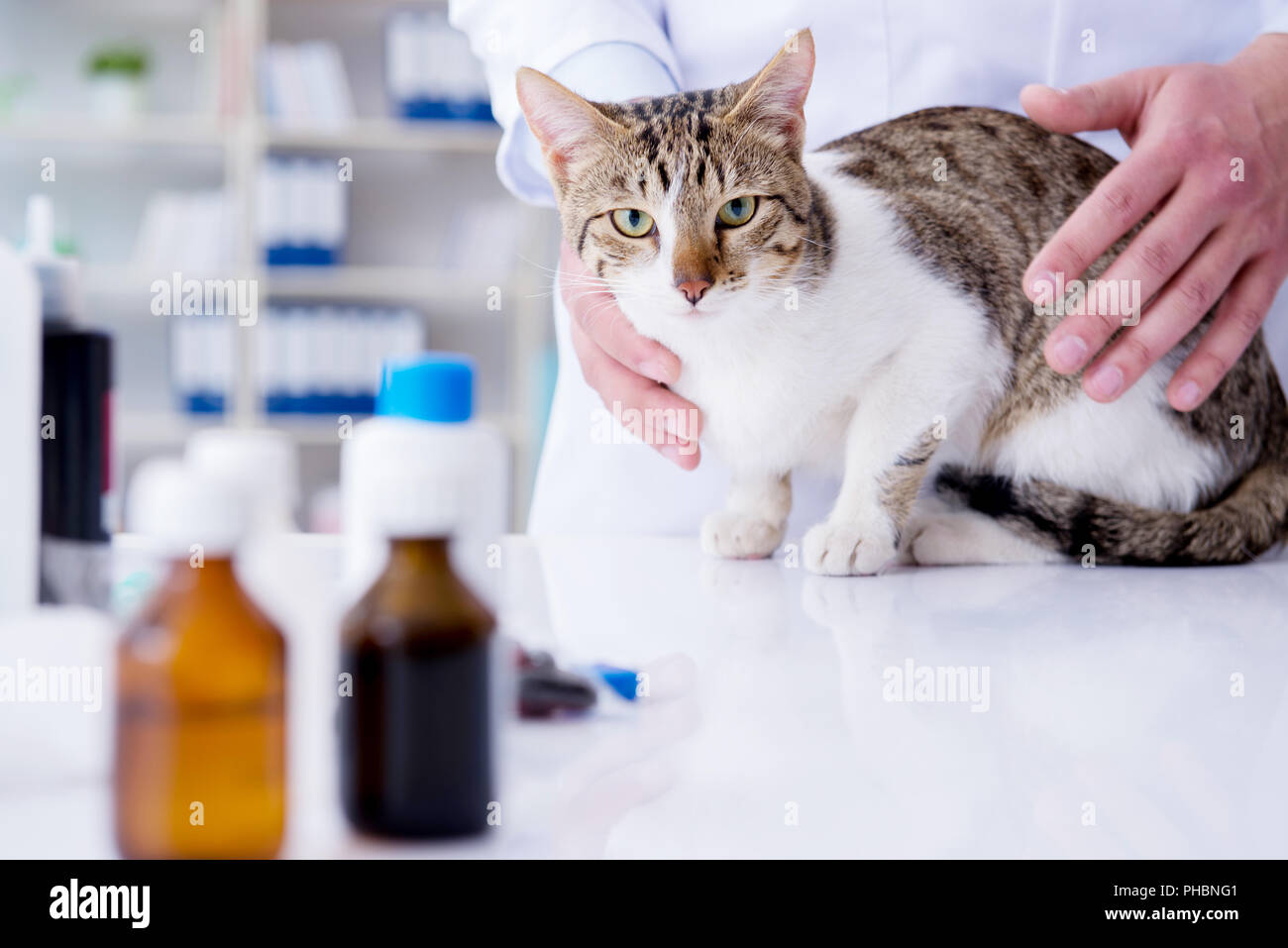 Cat visiting vet for regular check up Stock Photo - Alamy