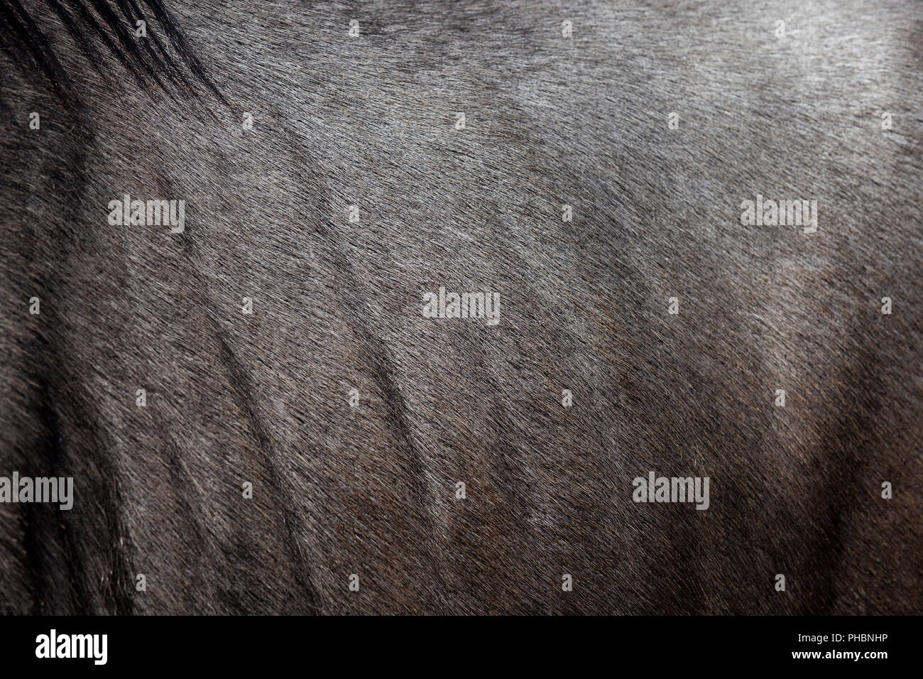 closeup of the hide and wool of the wildebeest antelope, the details of ...