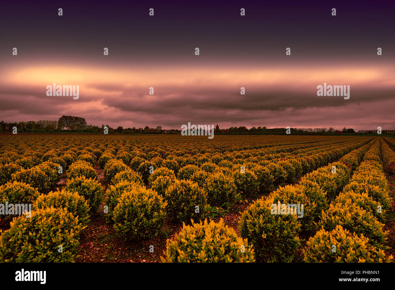 Rows of Plant in Holland Stock Photo - Alamy