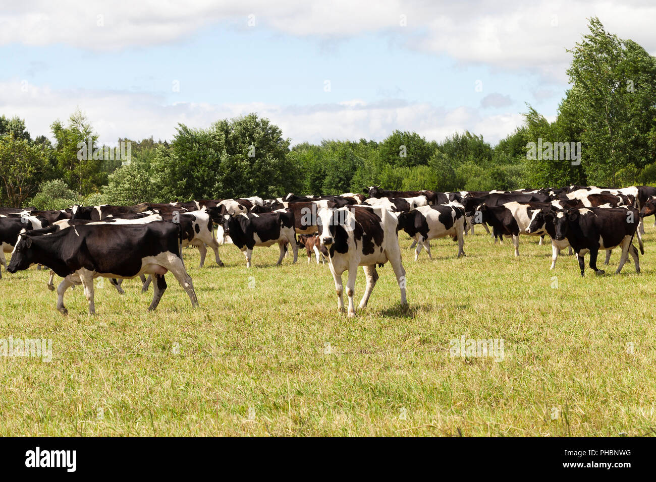 pastures of a cow of black and white color during the herding of a herd ...