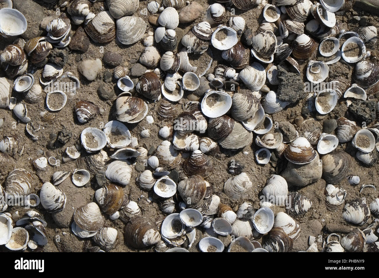 Schalenhaelften hi-res stock photography and images - Alamy