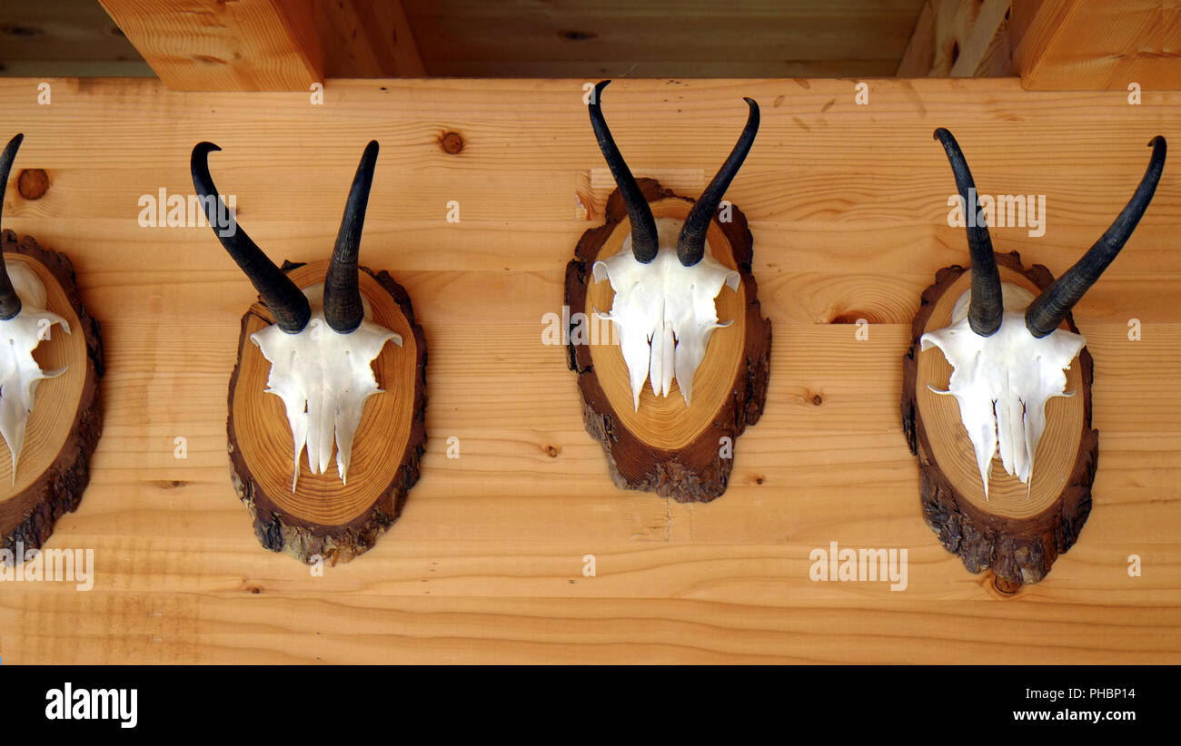 Hunting trophies hi-res stock photography and images - Alamy