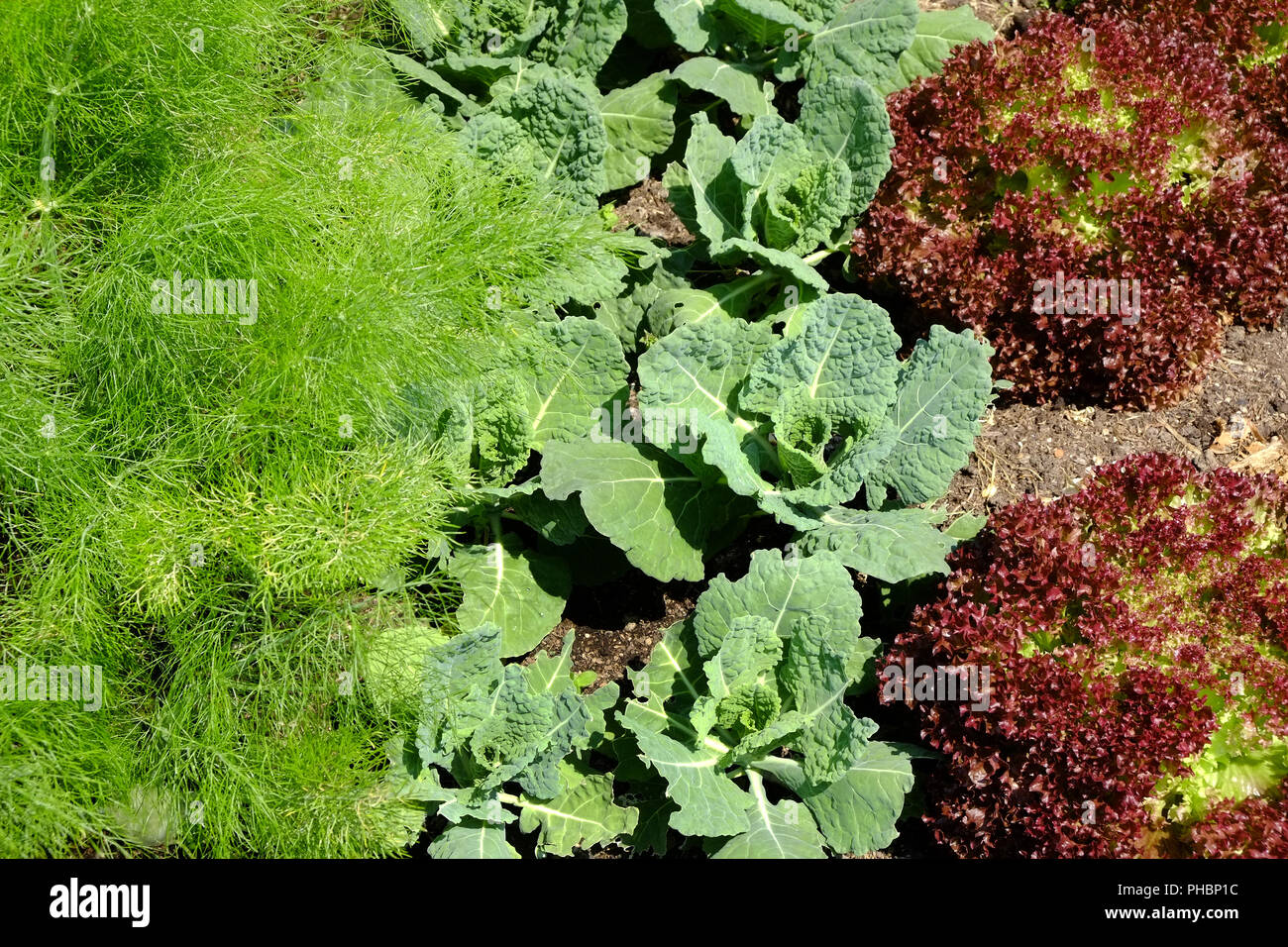 Vegetable patch in a farmers garden Stock Photo - Alamy