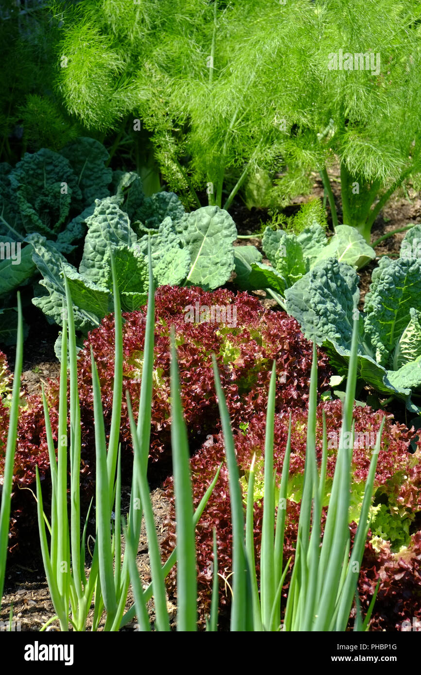Vegetable patch hi-res stock photography and images - Alamy