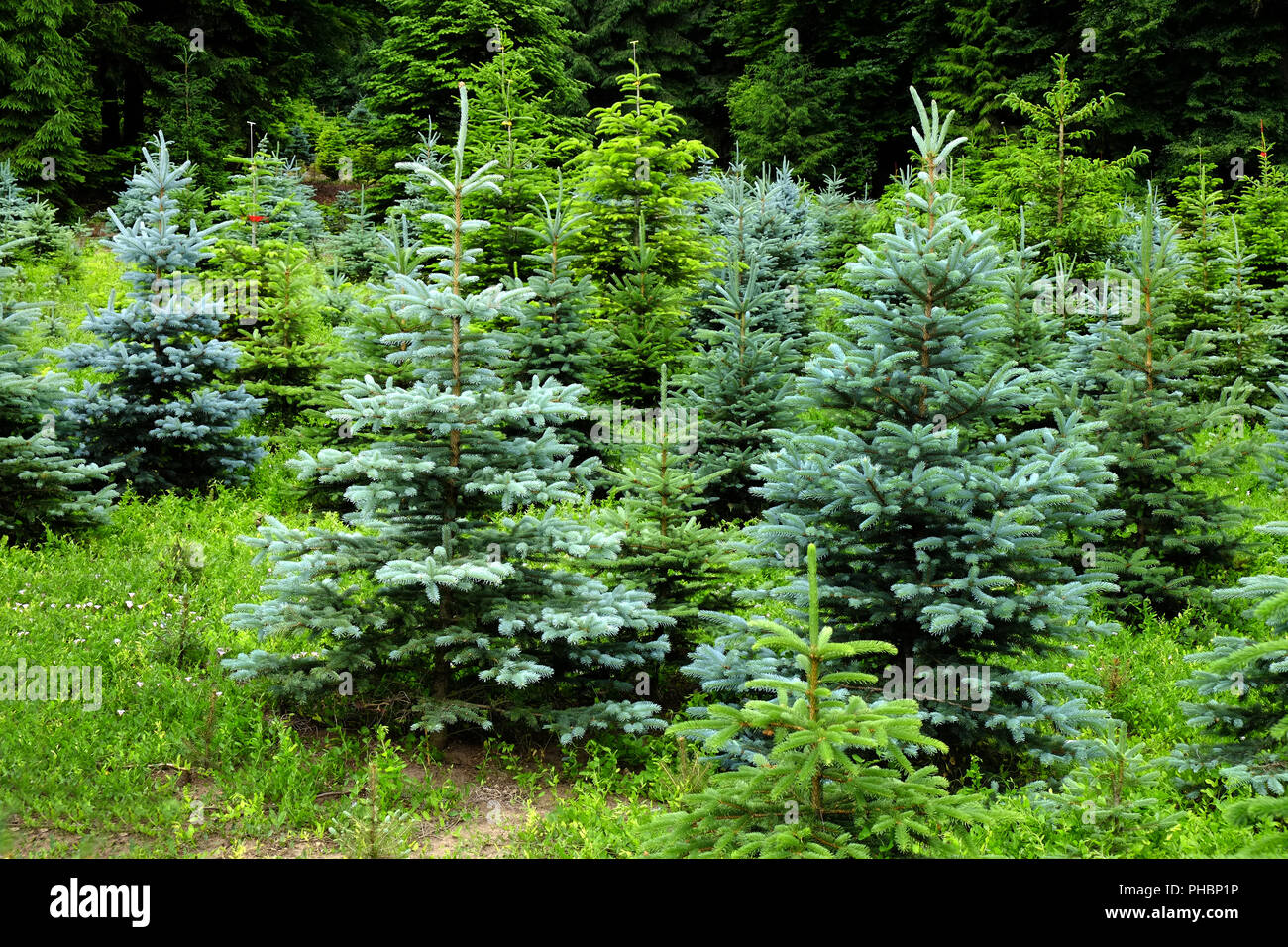 Tree nursery hi-res stock photography and images - Alamy