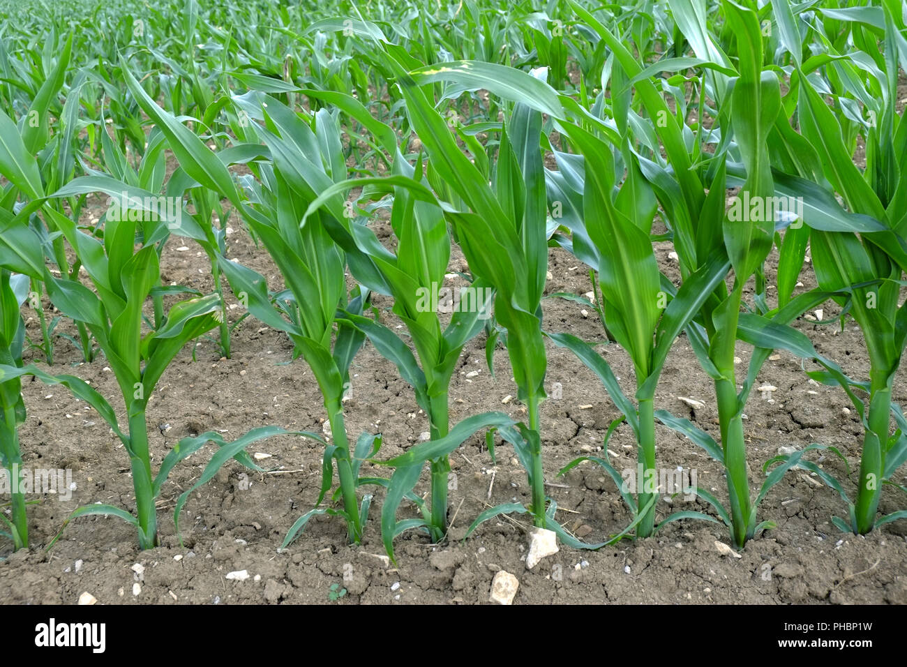 Corn field, young corn plants Stock Photo - Alamy