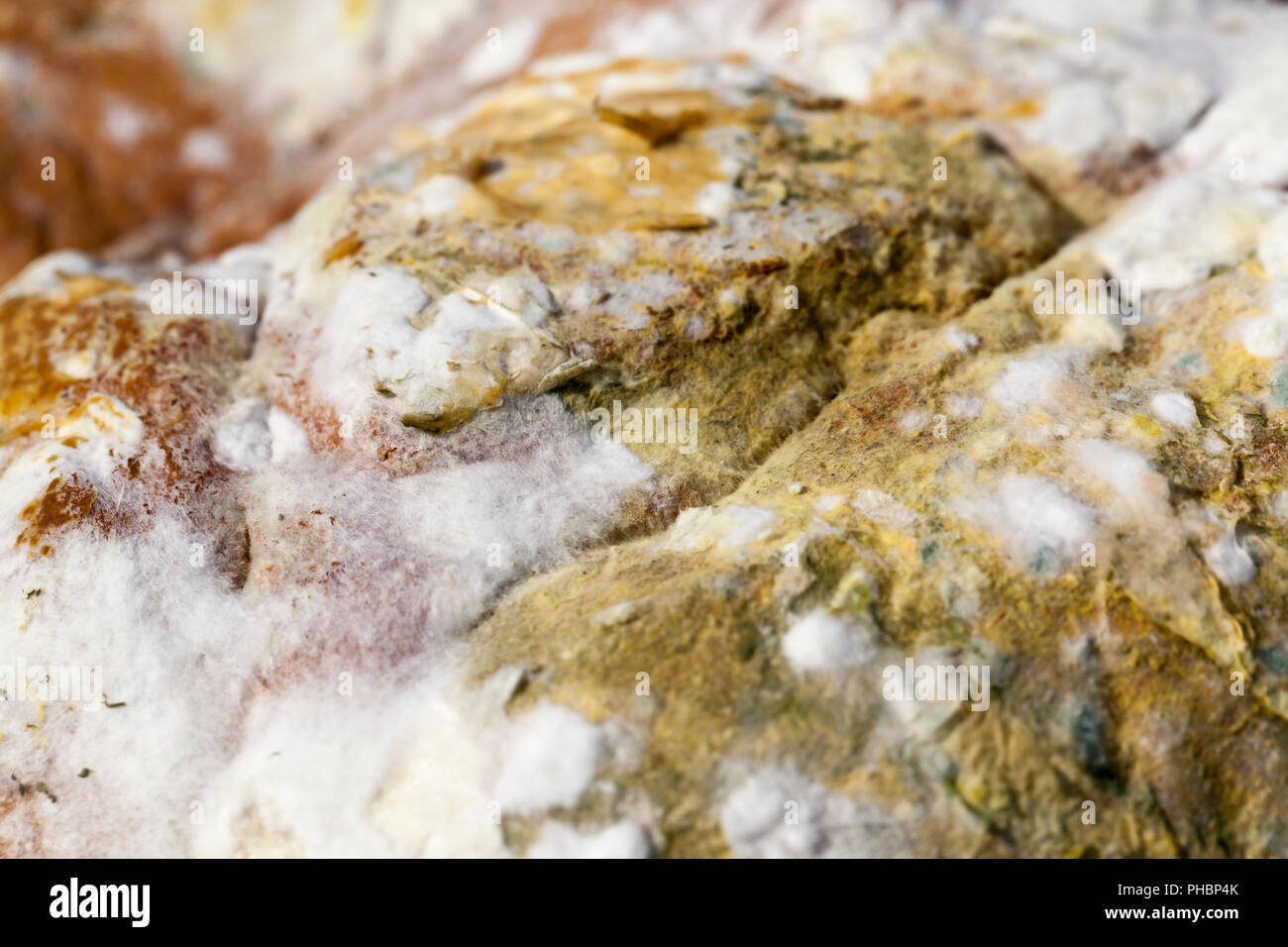 an unhygienic bread loaf made from rye flour, which was covered with ...