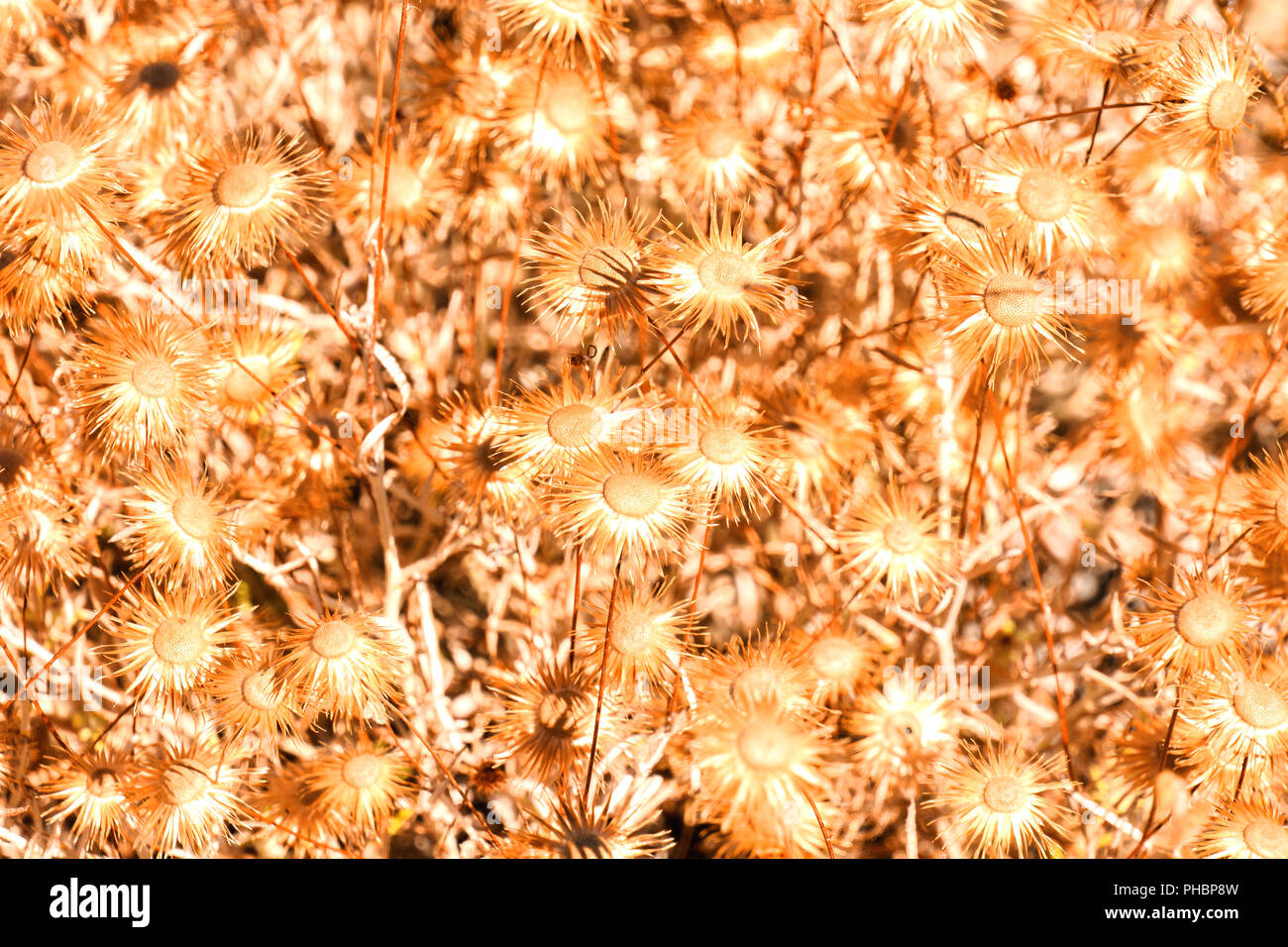Dry Flower Background Stock Photo - Alamy
