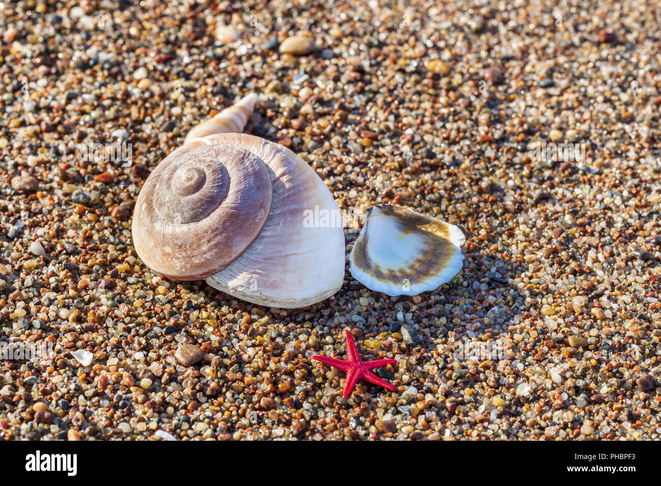 Different shells on the beach Stock Photo - Alamy