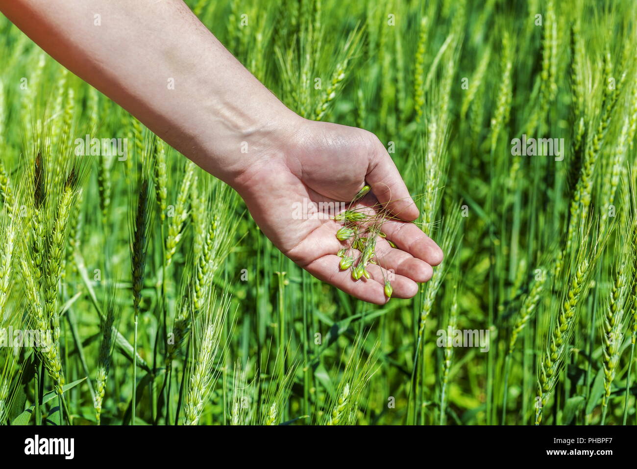 Hand field hi-res stock photography and images - Alamy