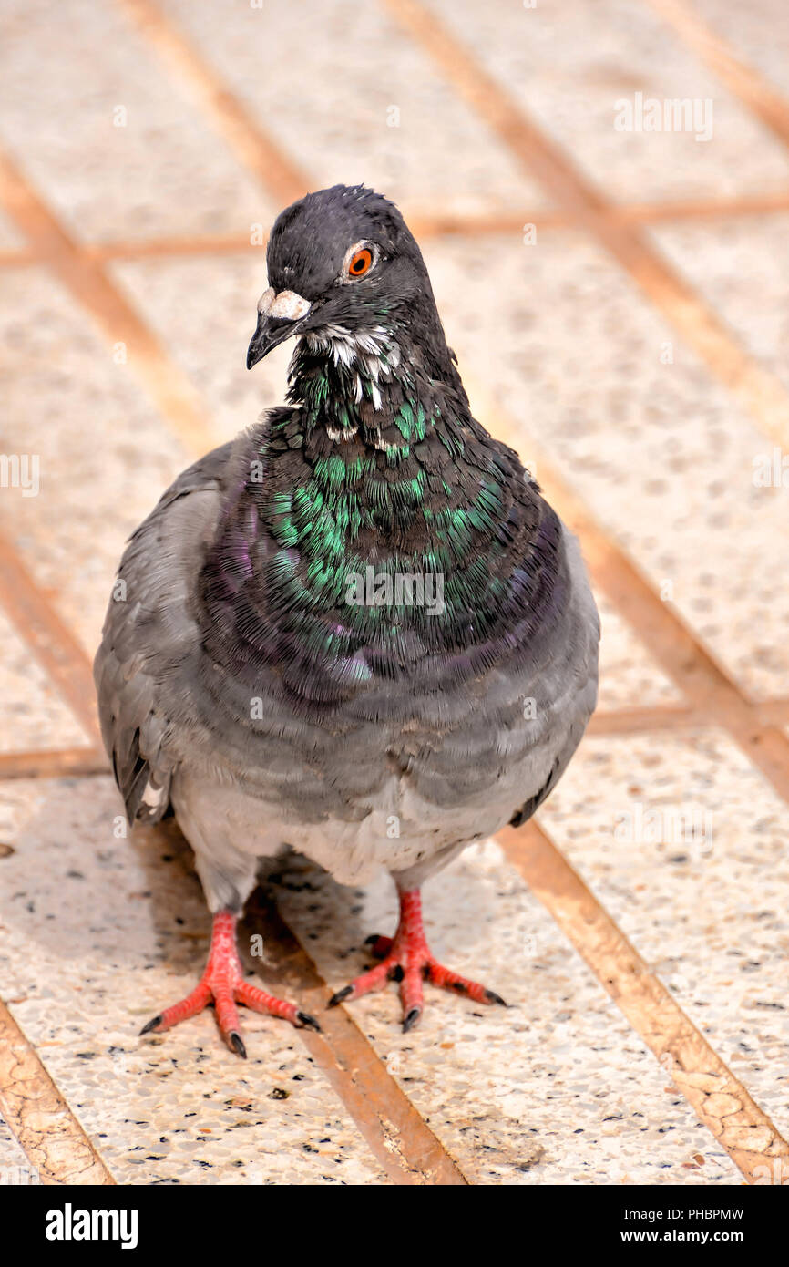 Animal pigeon hi-res stock photography and images - Alamy