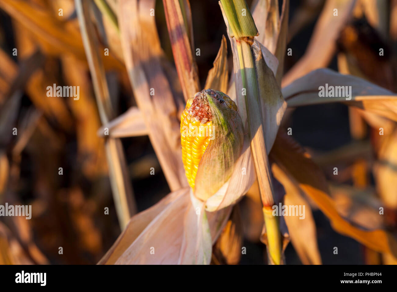 open mature cob of sweet corn closeup in autumn season Stock Photo - Alamy