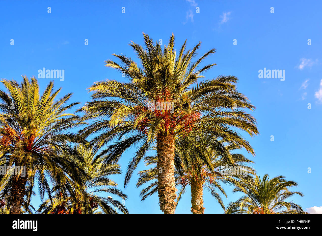 Green Palm Canarian Tree Stock Photo - Alamy