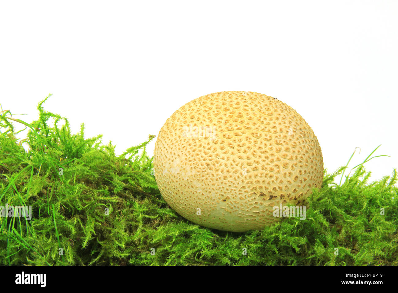 Common earthball (Scleroderma citrinum Stock Photo - Alamy