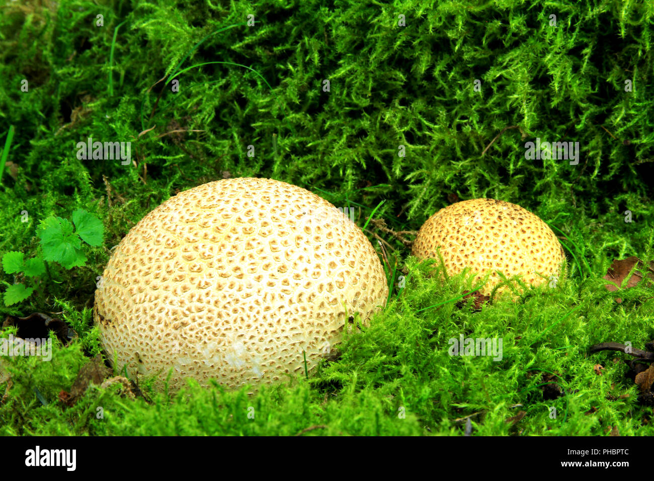 Common earthball (Scleroderma citrinum Stock Photo - Alamy