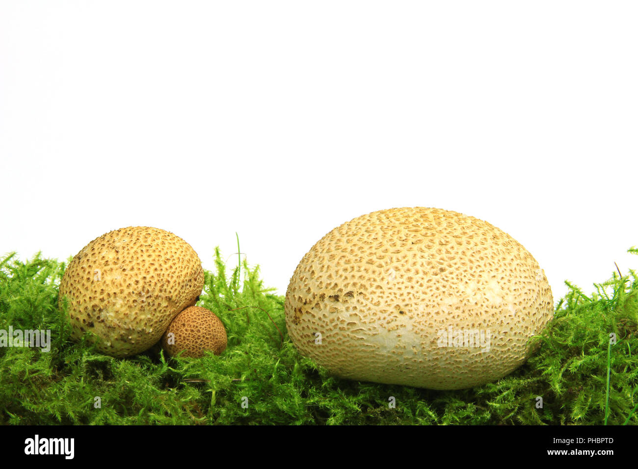 Scleroderma vulgare hi-res stock photography and images - Alamy