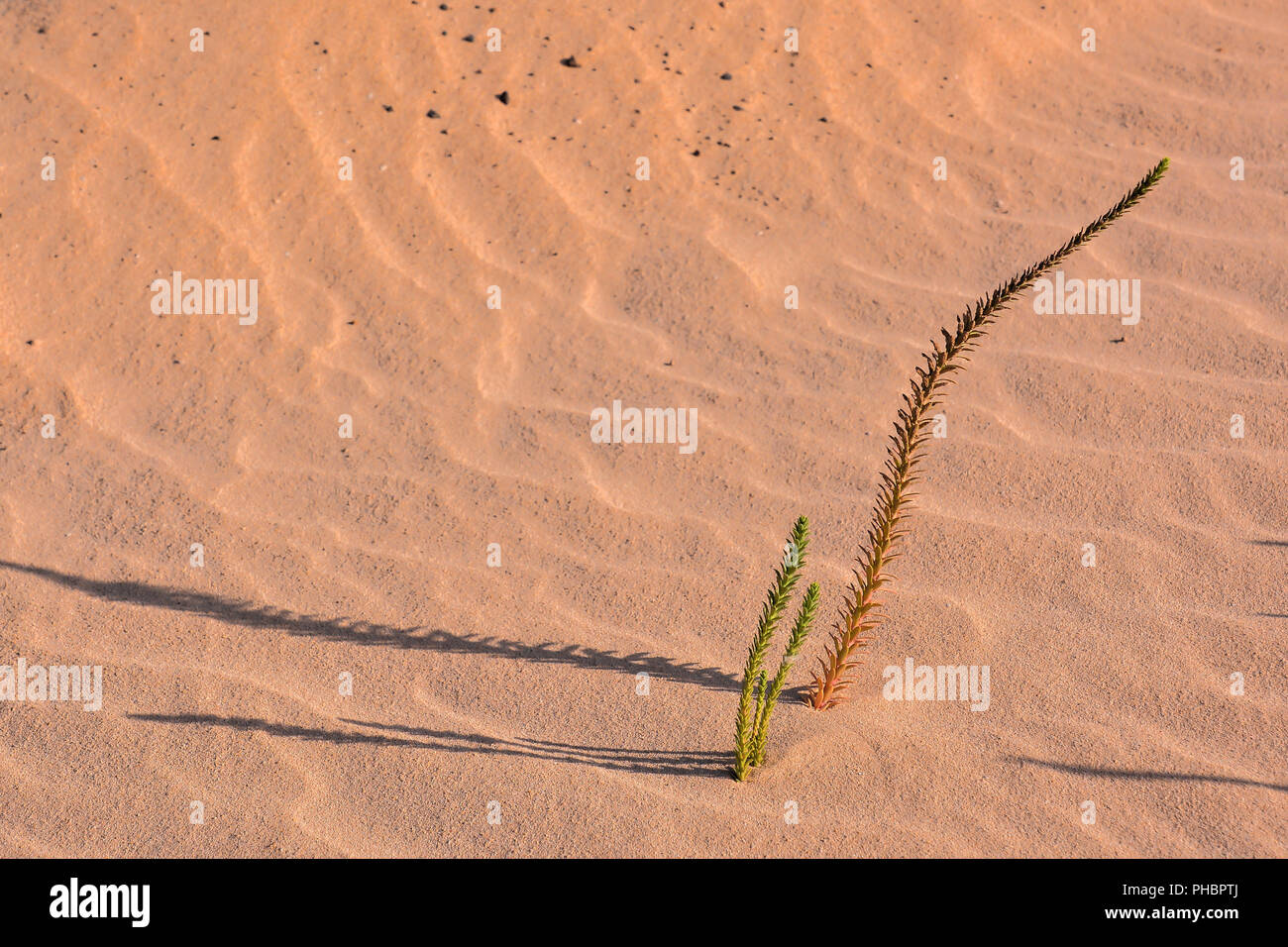 Texture Sand Dune Desert Stock Photo - Alamy