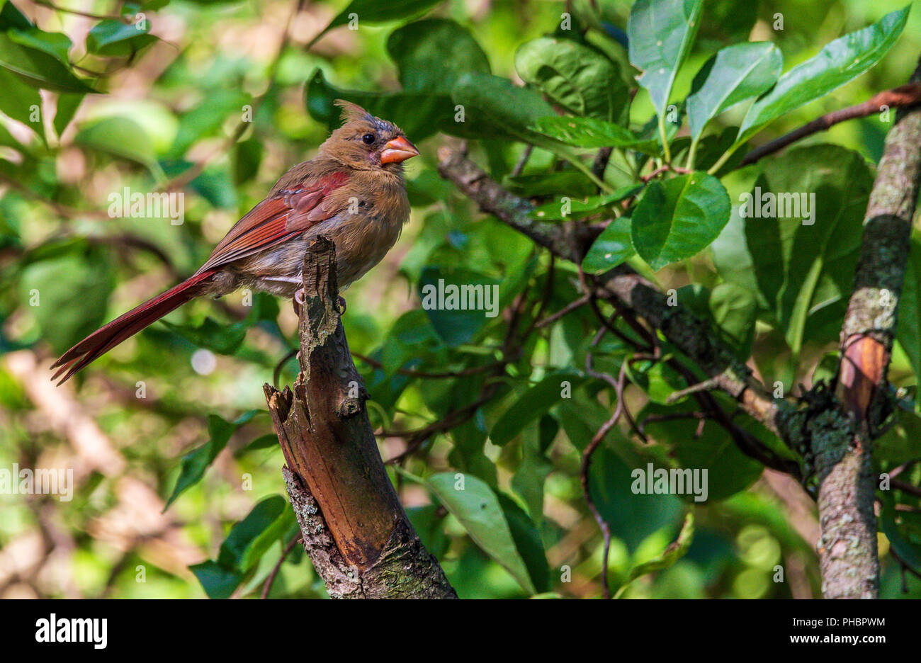 Molting male northern cardinal Stock Photo - Alamy