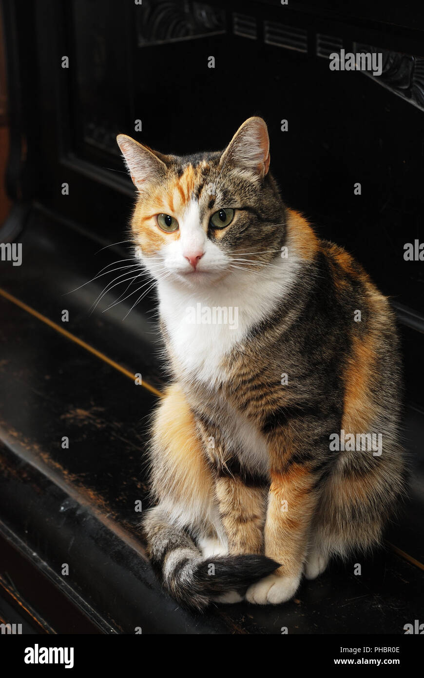 Tricolor tabby cat hi-res stock photography and images - Alamy